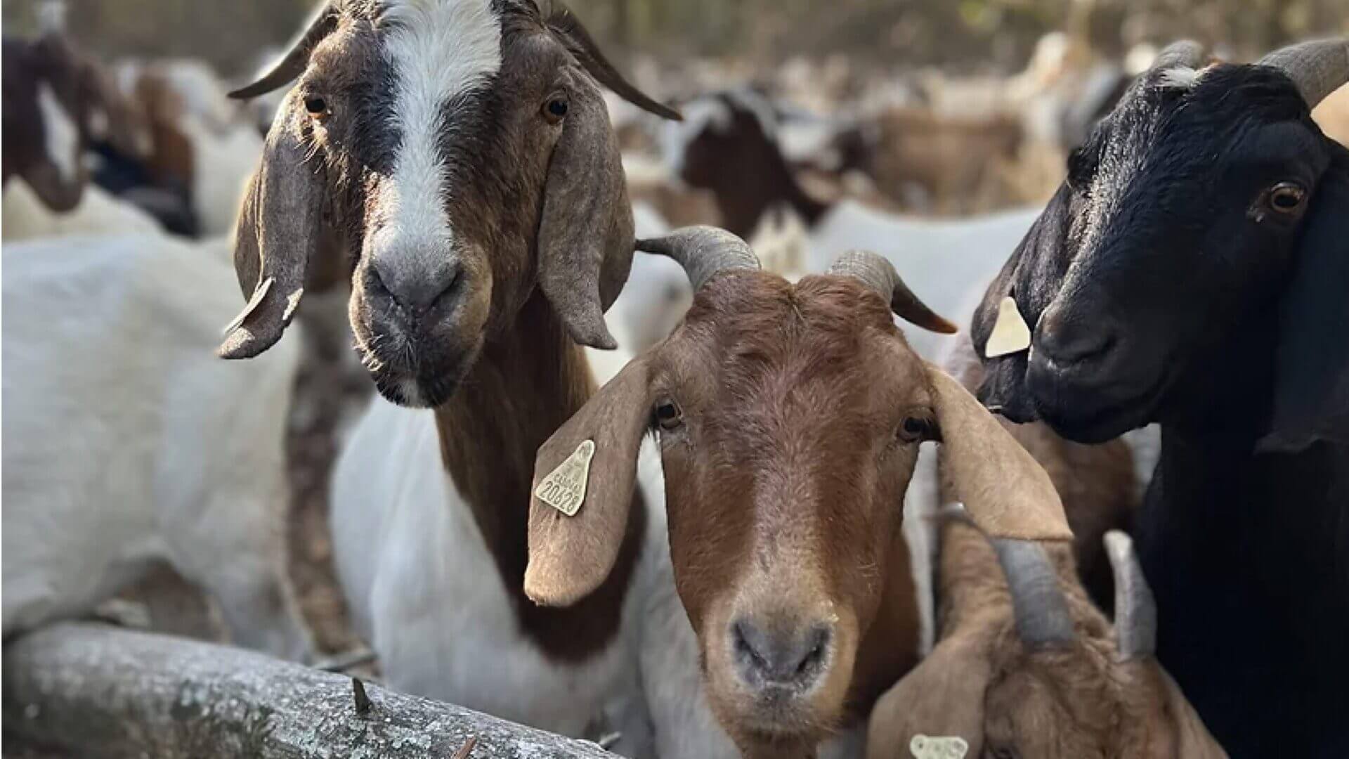 Goatscaping | 2025 Project - Woodcreek Church